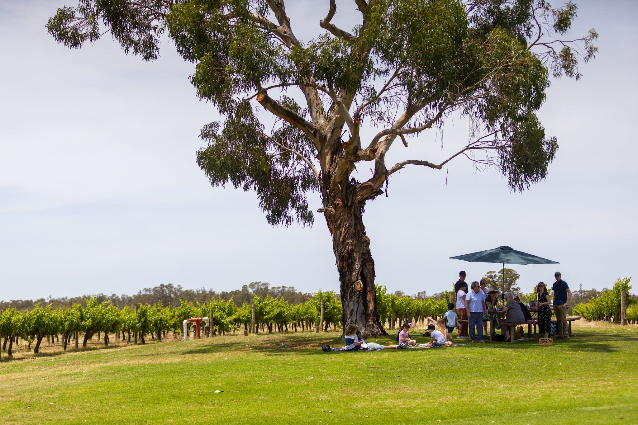 Rutherglen, Victoria - Office Travel and Tourism Website
